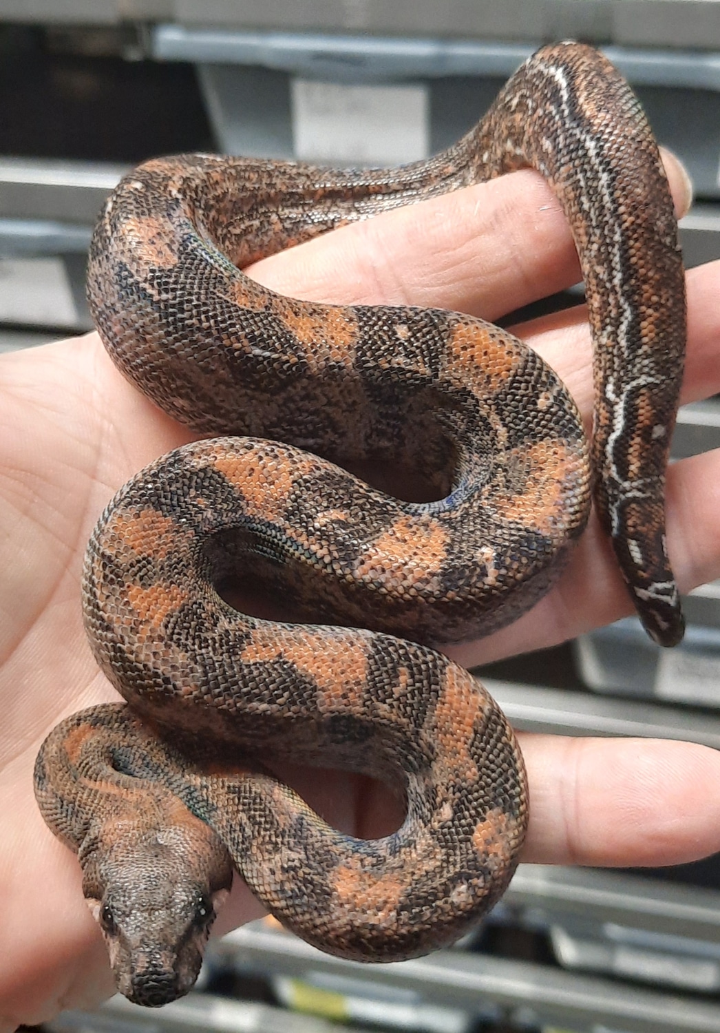 Blood Leopard Boa-Rare Combo! Boa Constrictor by Troy Lee's Reptiles ...