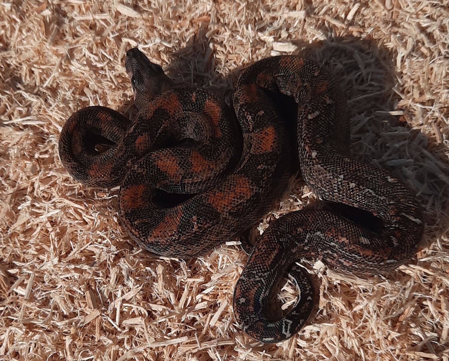 Blood Leopard Boa-Rare Combo! Boa Constrictor by Troy Lee's Reptiles ...