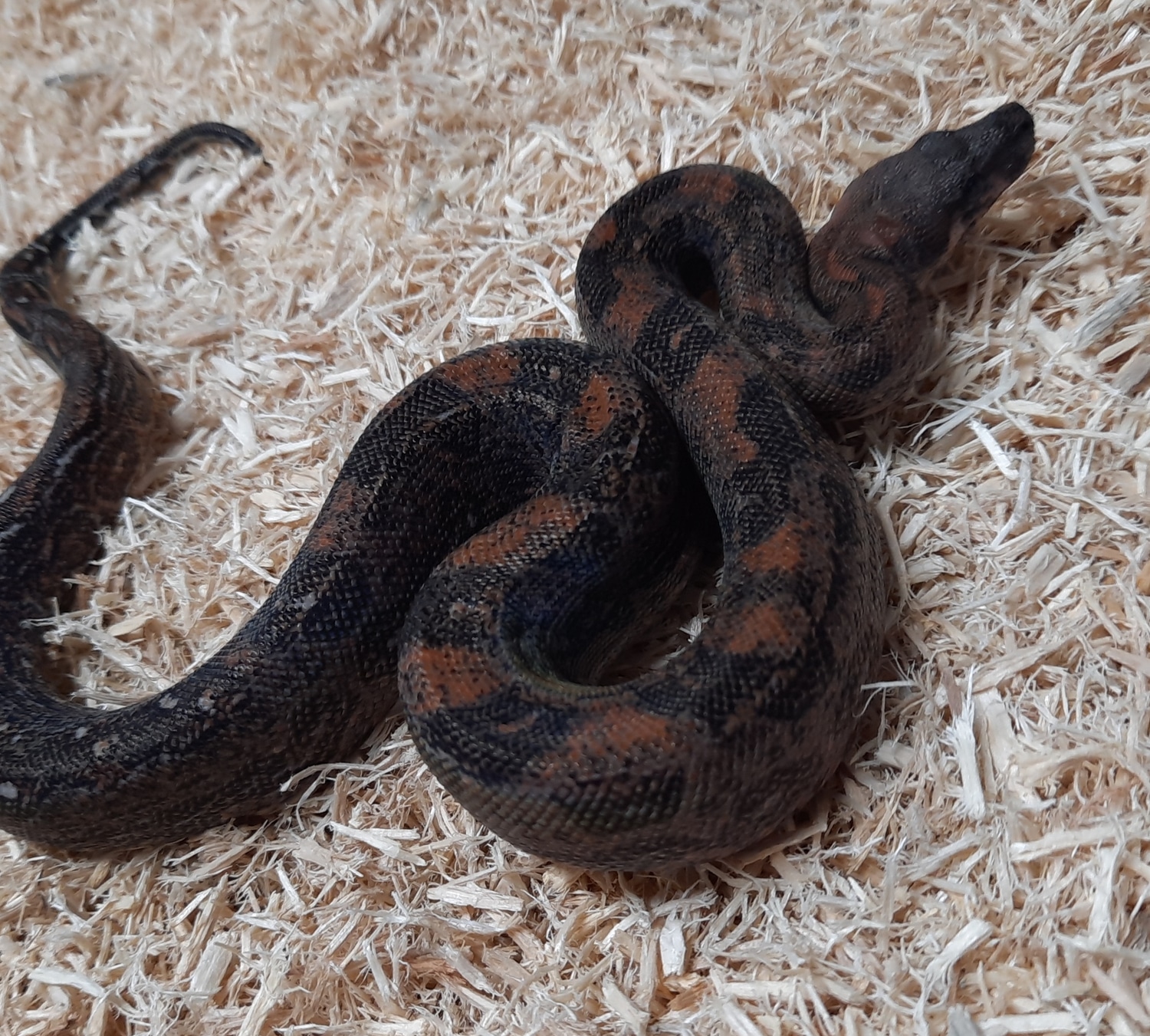 Blood Leopard Boa-Rare Combo! Boa Constrictor by Troy Lee's Reptiles ...