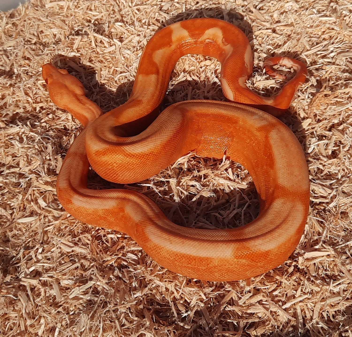 IMG Sun Dragon! Boa Constrictor by Troy Lee's Reptiles - MorphMarket