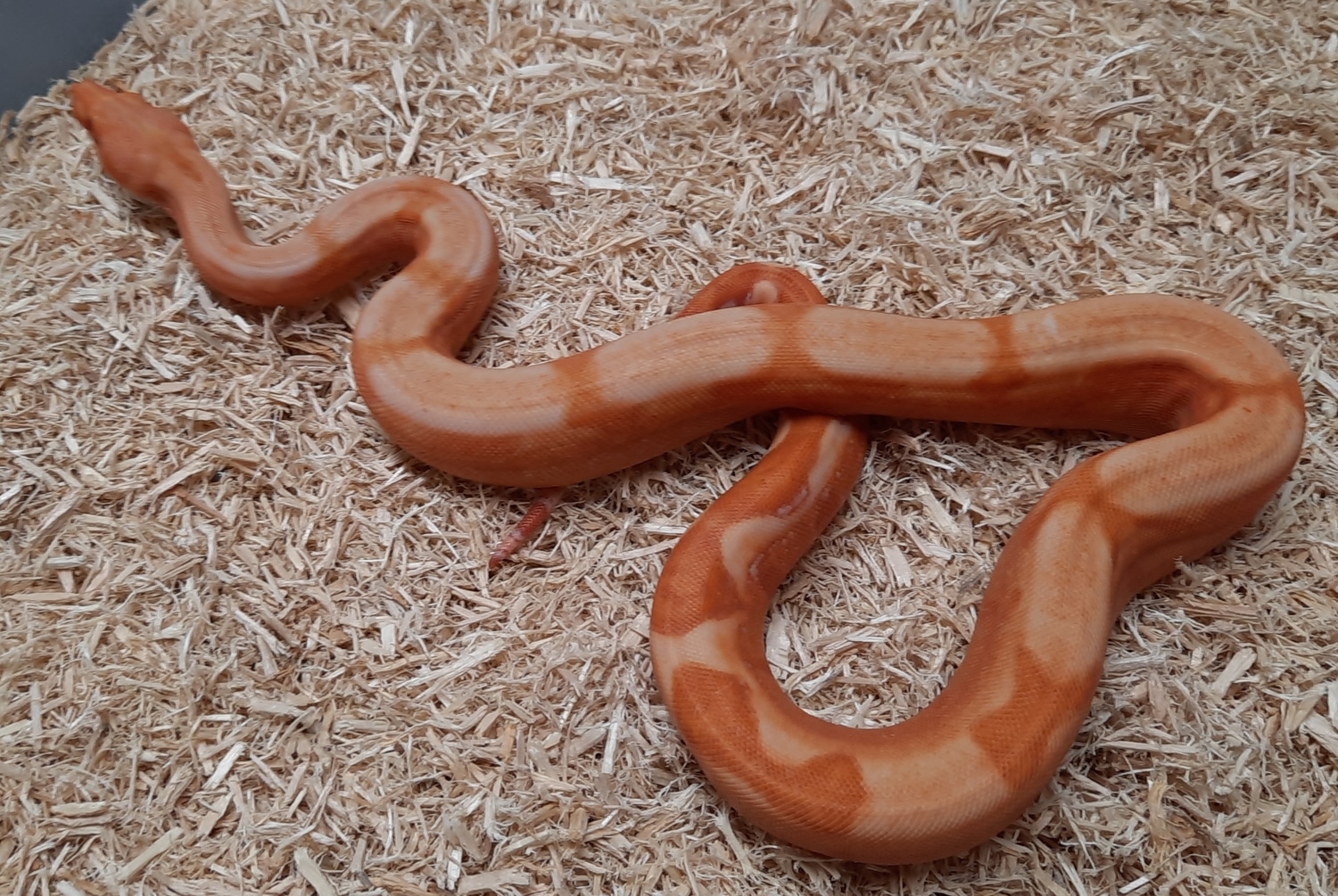 IMG Sun Dragon! Boa Constrictor by Troy Lee's Reptiles - MorphMarket