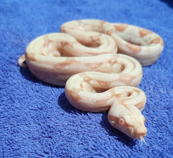 Sharp Albino 66% Blood With Hog Island Boa Constrictor by Troy Lee's ...