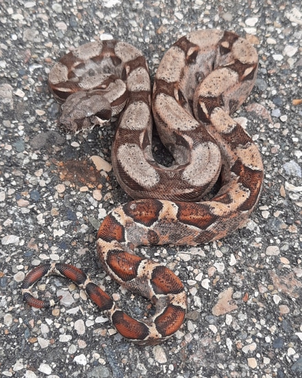 66% Blood, Sharp With Hog Island Boa Constrictor by Troy Lee's Reptiles