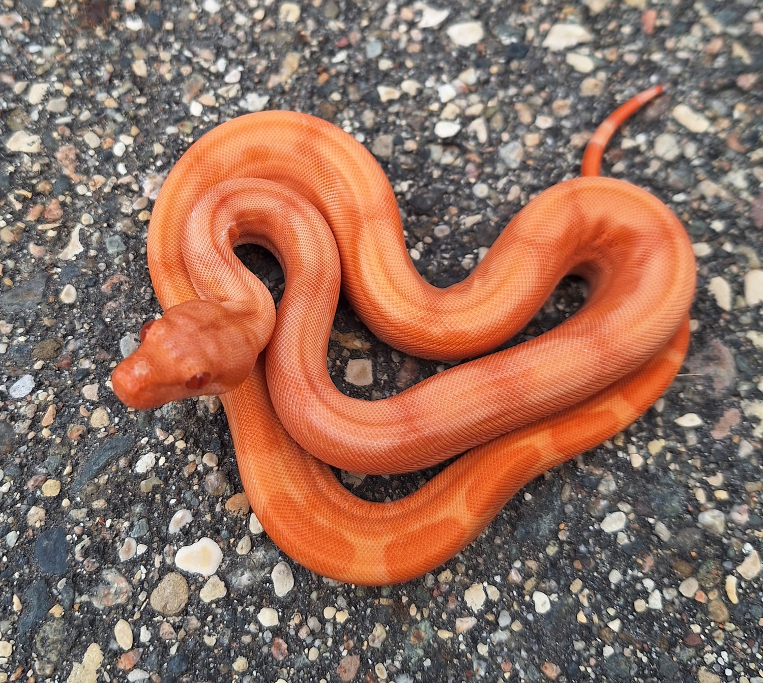 Sun Dragon Boa Constrictor by Troy Lee's Reptiles - MorphMarket