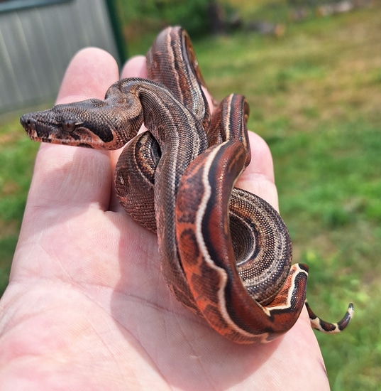 Striped 66% Het Leopard & Blood Boa Constrictor by Troy Lee's Reptiles