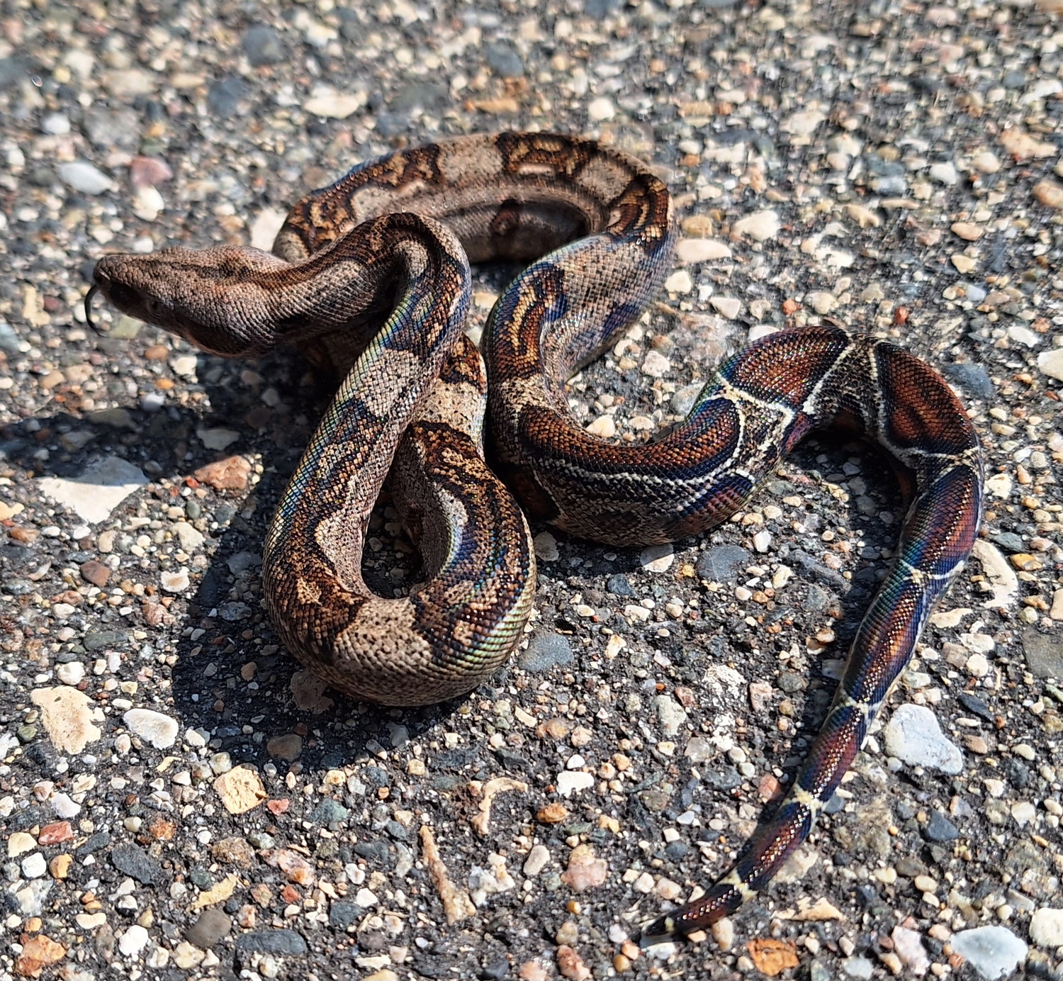 DH Sharp & Leopard Boa Constrictor by Troy Lee's Reptiles - MorphMarket