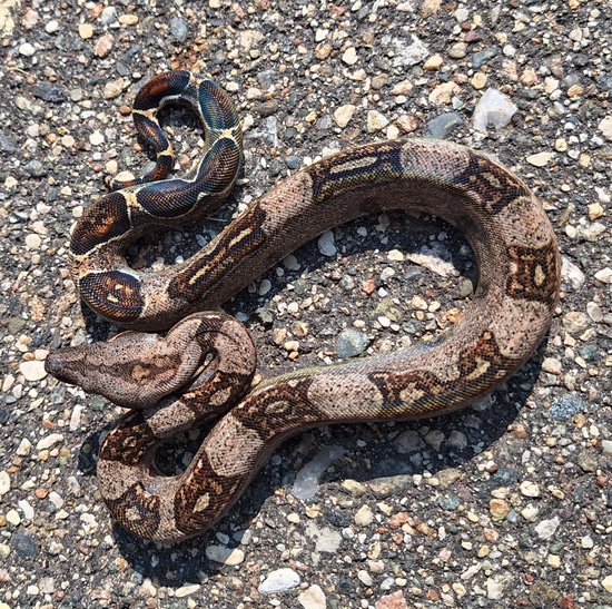 DH Sharp & Leopard Boa Constrictor by Troy Lee's Reptiles