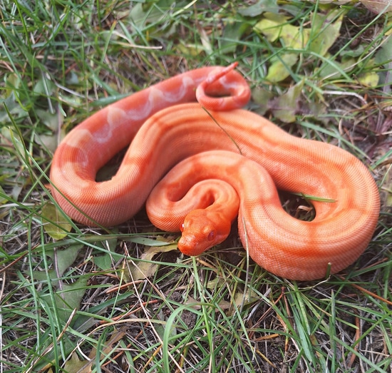Sun Dragon! Boa Constrictor by Troy Lee's Reptiles