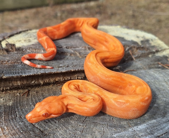 Sun Dragon! Boa Constrictor by Troy Lee's Reptiles