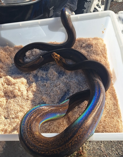 Tiger Golden Child 100% Het Pied & Albino Reticulated Python by Troy ...