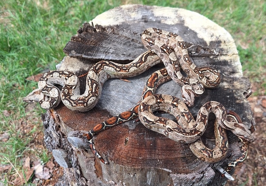 3 Baby Boas 66% Het Leopard Boa Constrictor by Troy Lee's Reptiles