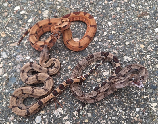 3 Baby Boas! Boa Constrictor by Troy Lee's Reptiles