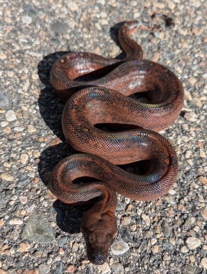 Blood & Leopard! Boa Constrictor by Troy Lee's Reptiles