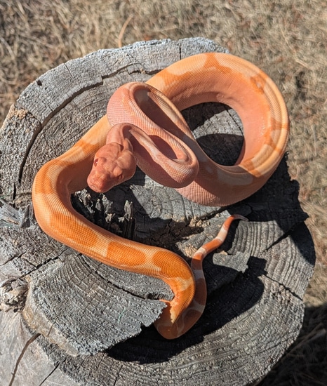 Sun Dragon Boa Constrictor by Troy Lee's Reptiles