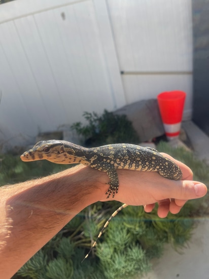 CBB Asian Water Monitor %50 Javan Sulfur %50 Black Bintan by Gio's ...