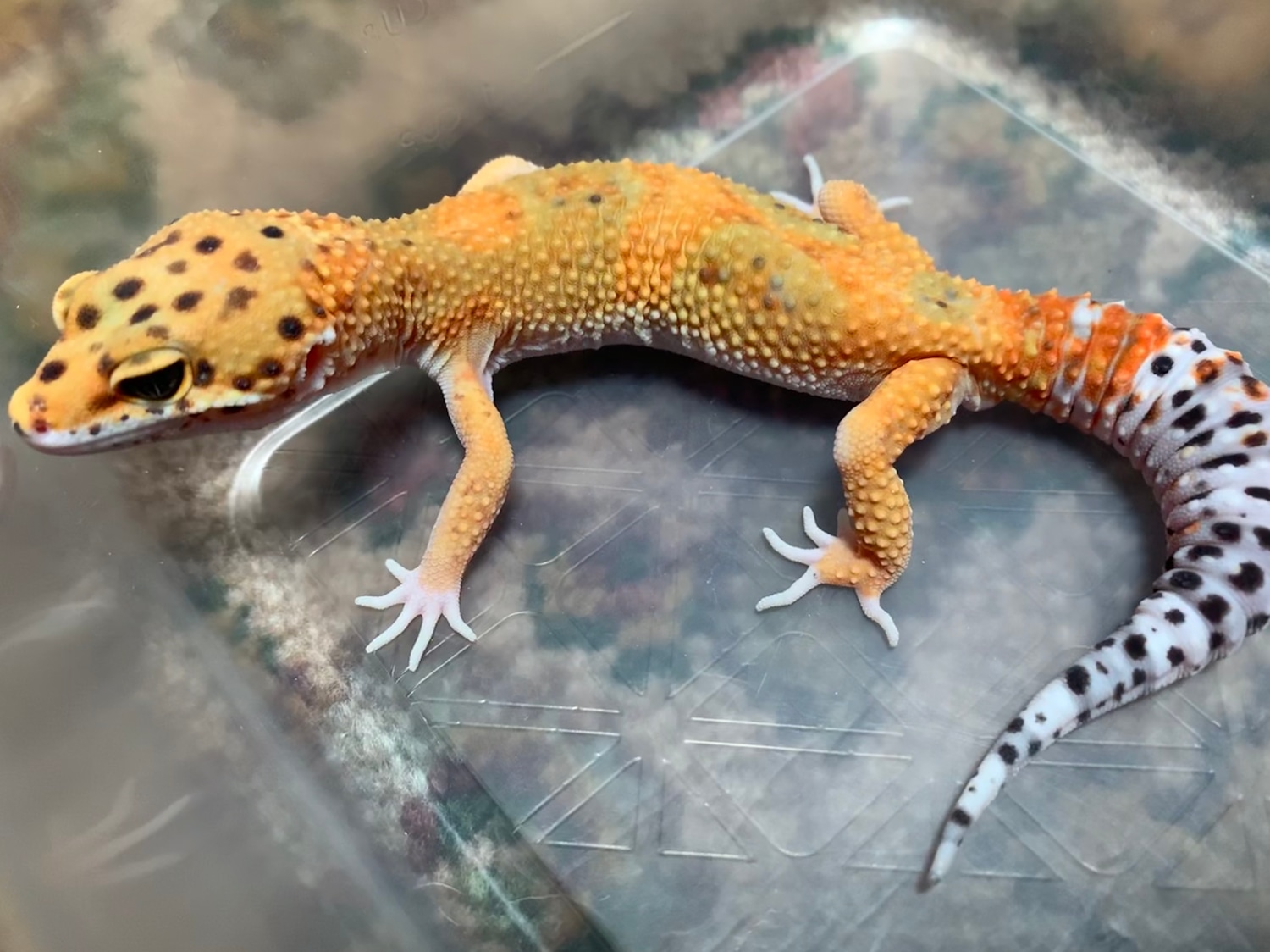 Inferno Leopard Gecko by Bobby’s lizards - MorphMarket