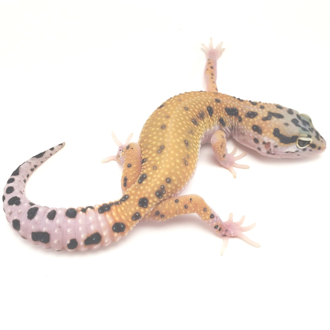 HYPO TANGERINE EMERINE BOLD Possible Het RAPTOR Leopard Gecko by Geeky ...