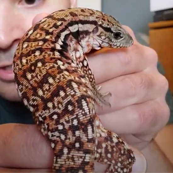 HIGH WHITE RED TEGUS (Bright Red) Argentine Tegus by Geeky Gecko Creations