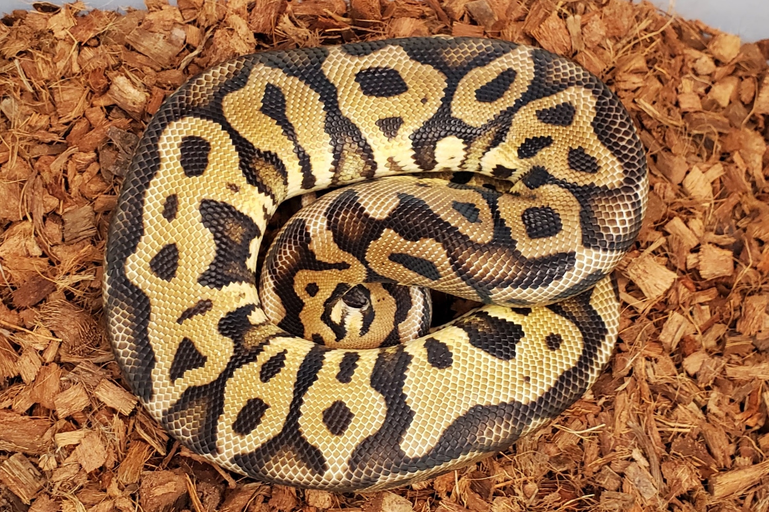 Leopard Pastel 100% Het Puzzle Ball Python by Geeky Gecko Creations ...