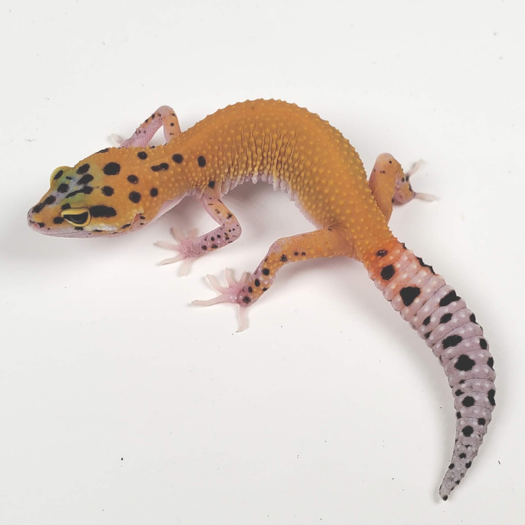 Tangerine Inferno Hyper Xanthic Eclipse Leopard Gecko by Geeky Gecko ...