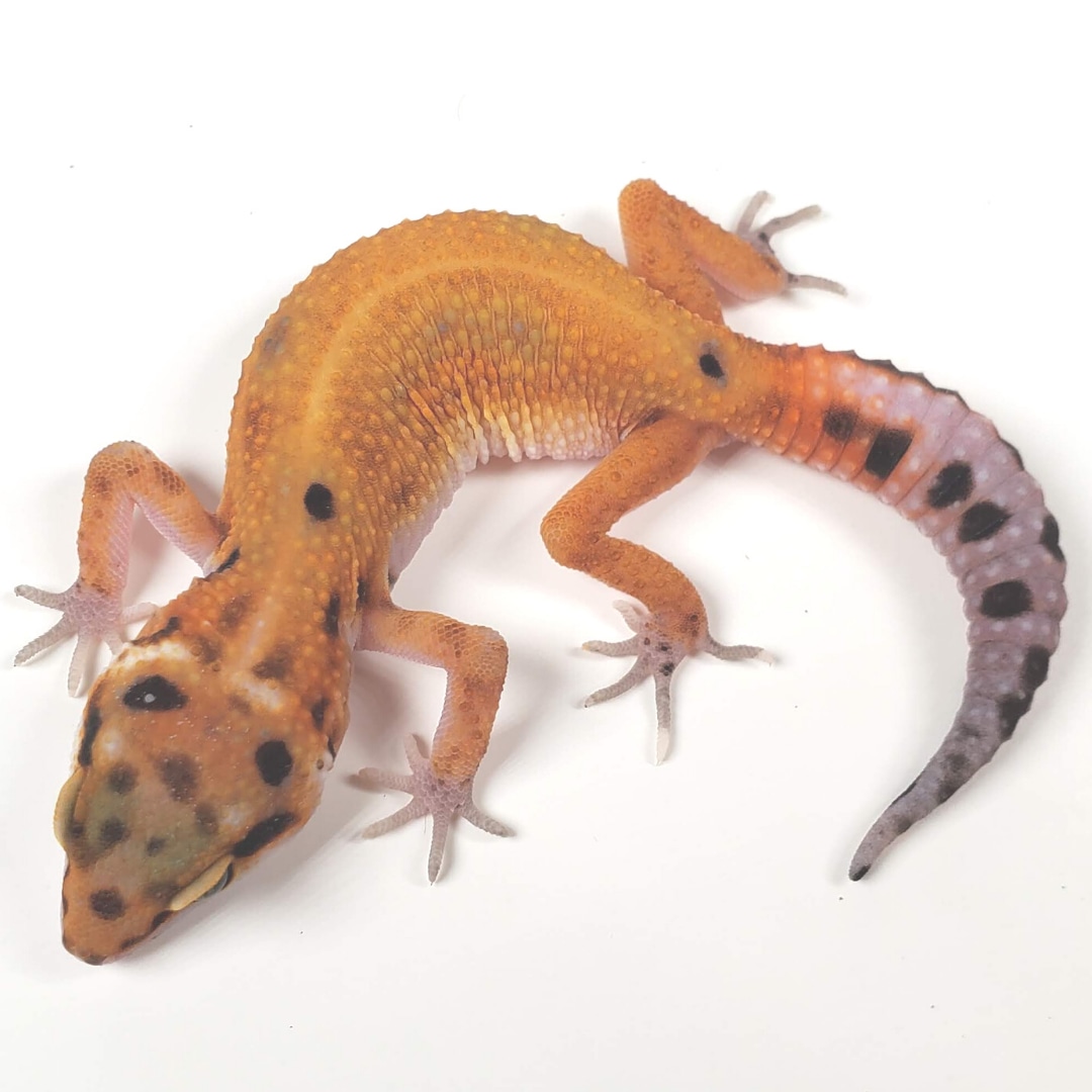 Tangerine Inferno Hyper Xanthic Leopard Gecko by Geeky Gecko Creations - MorphMarket