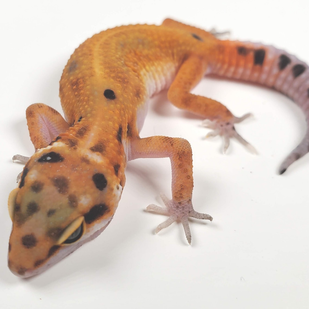 Tangerine Inferno Hyper Xanthic Leopard Gecko by Geeky Gecko Creations ...