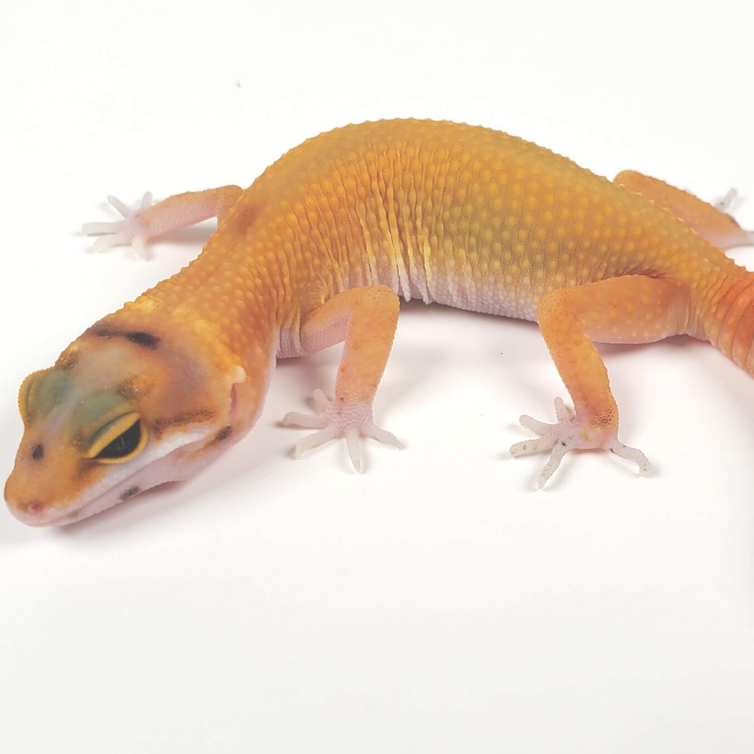 Tangerine Inferno Hyper Xanthic Leopard Gecko by Geeky Gecko Creations - MorphMarket