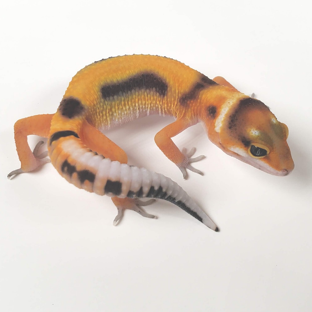 Tangerine Inferno Hyper Xanthic Leopard Gecko by Geeky Gecko Creations ...