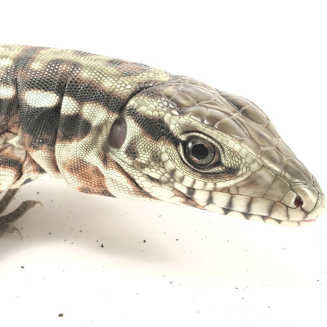 CBB High White Red Tegus Salvator Tegu by Geeky Gecko Creations ...