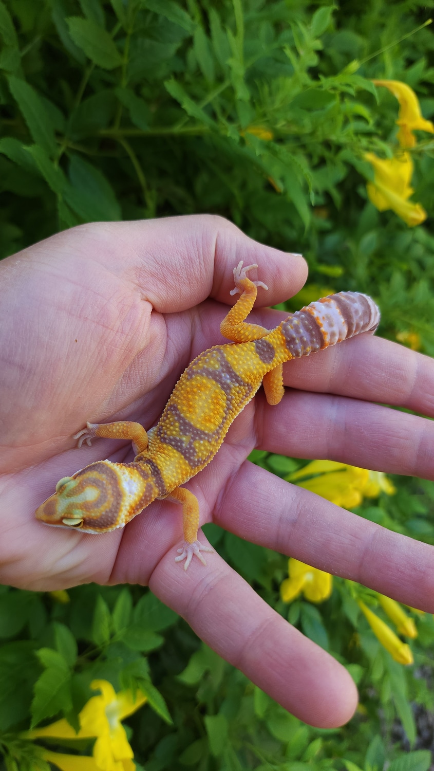 Leopard Gecko by Geeky Gecko Creations - MorphMarket
