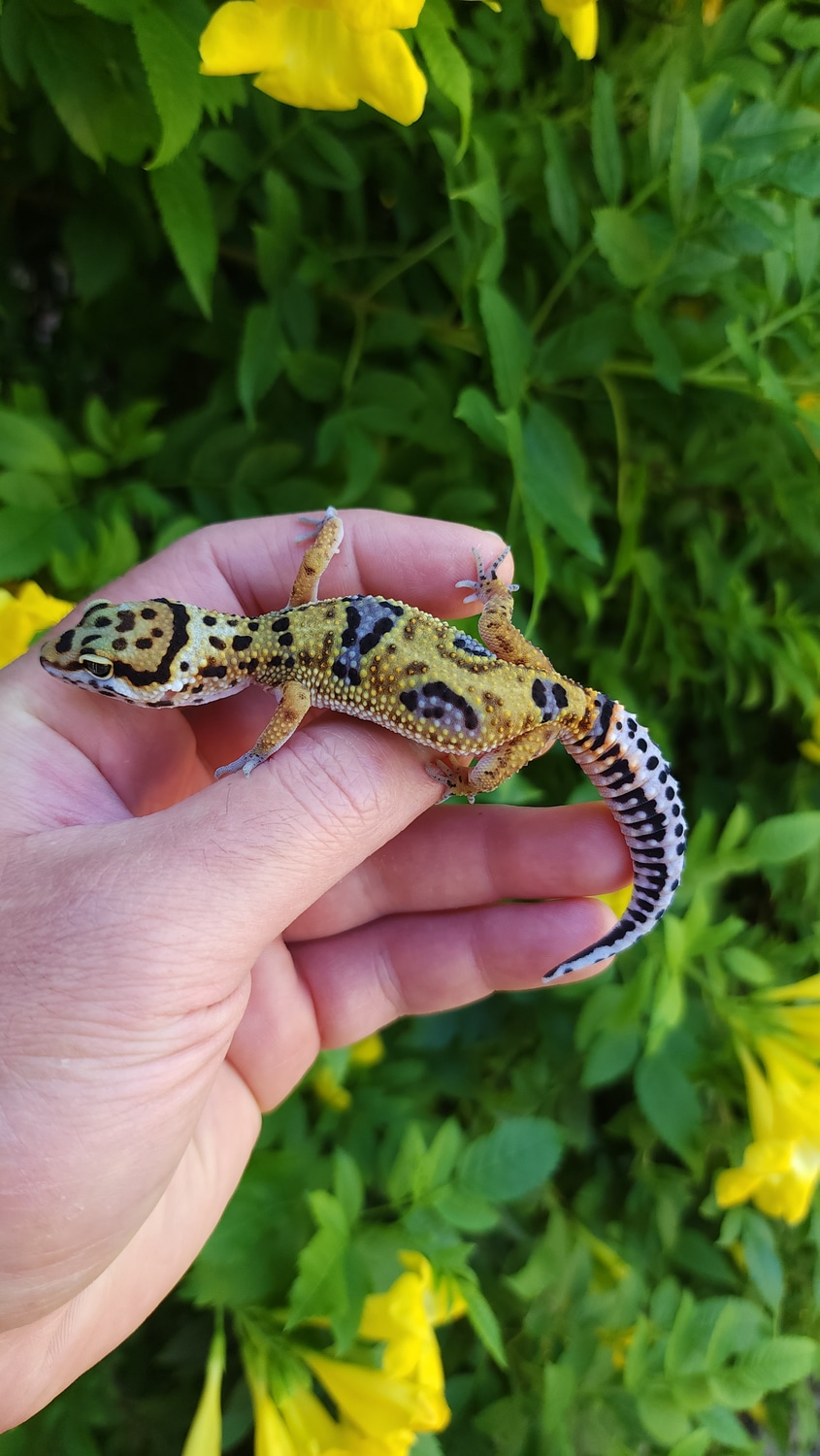 Leopard Gecko by Geeky Gecko Creations - MorphMarket