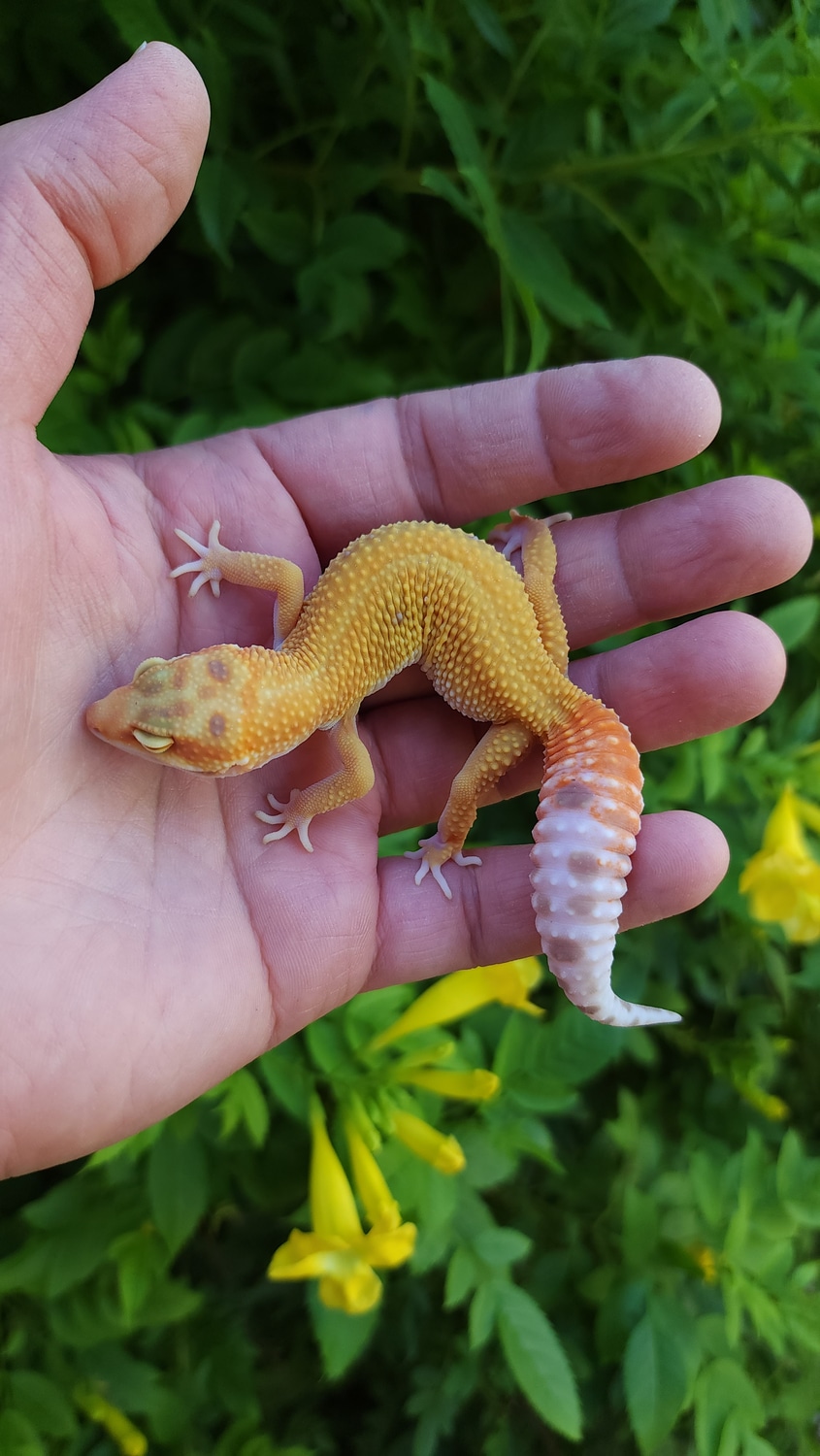 Leopard Gecko by Geeky Gecko Creations - MorphMarket