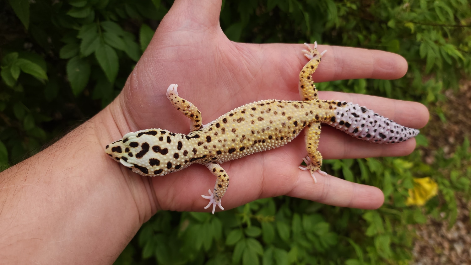 Hyper Xanthic Bold Stripe Emerine Lineage Poss WY Ph RAPTOR Leopard ...