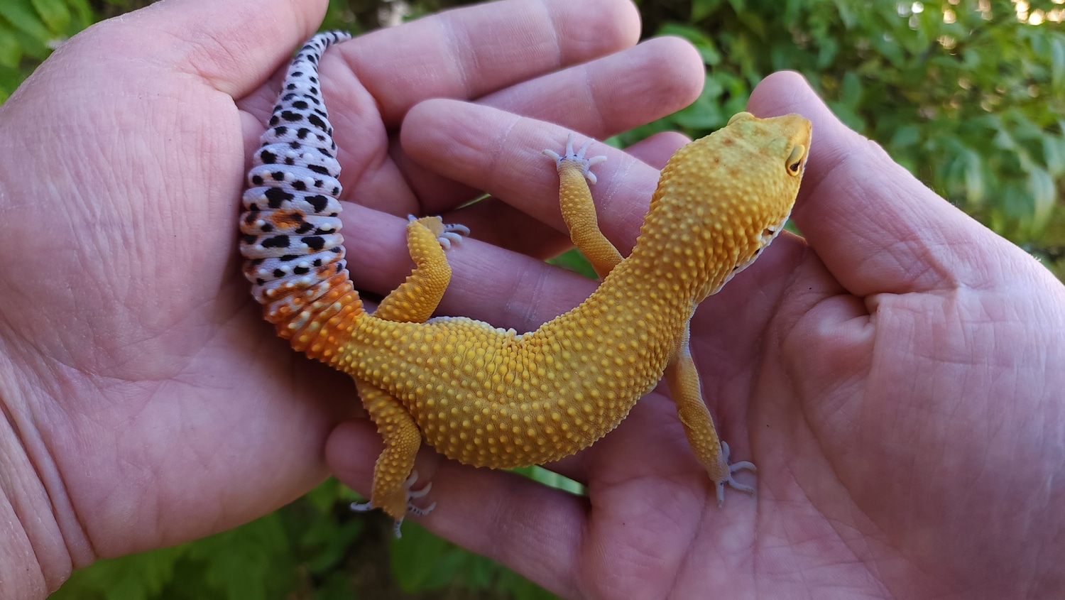 Mandarin Super Hypo Tangerine Carrot Tail Baldy Leopard Gecko by Geeky ...