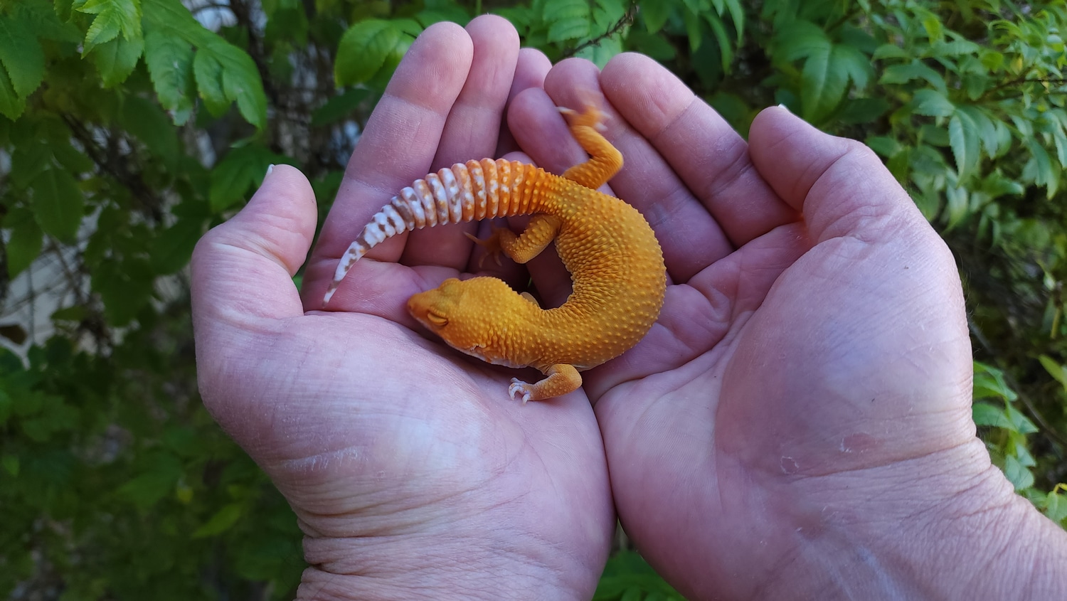 Mandarin Inferno Tremper Leopard Gecko by Geeky Gecko Creations ...