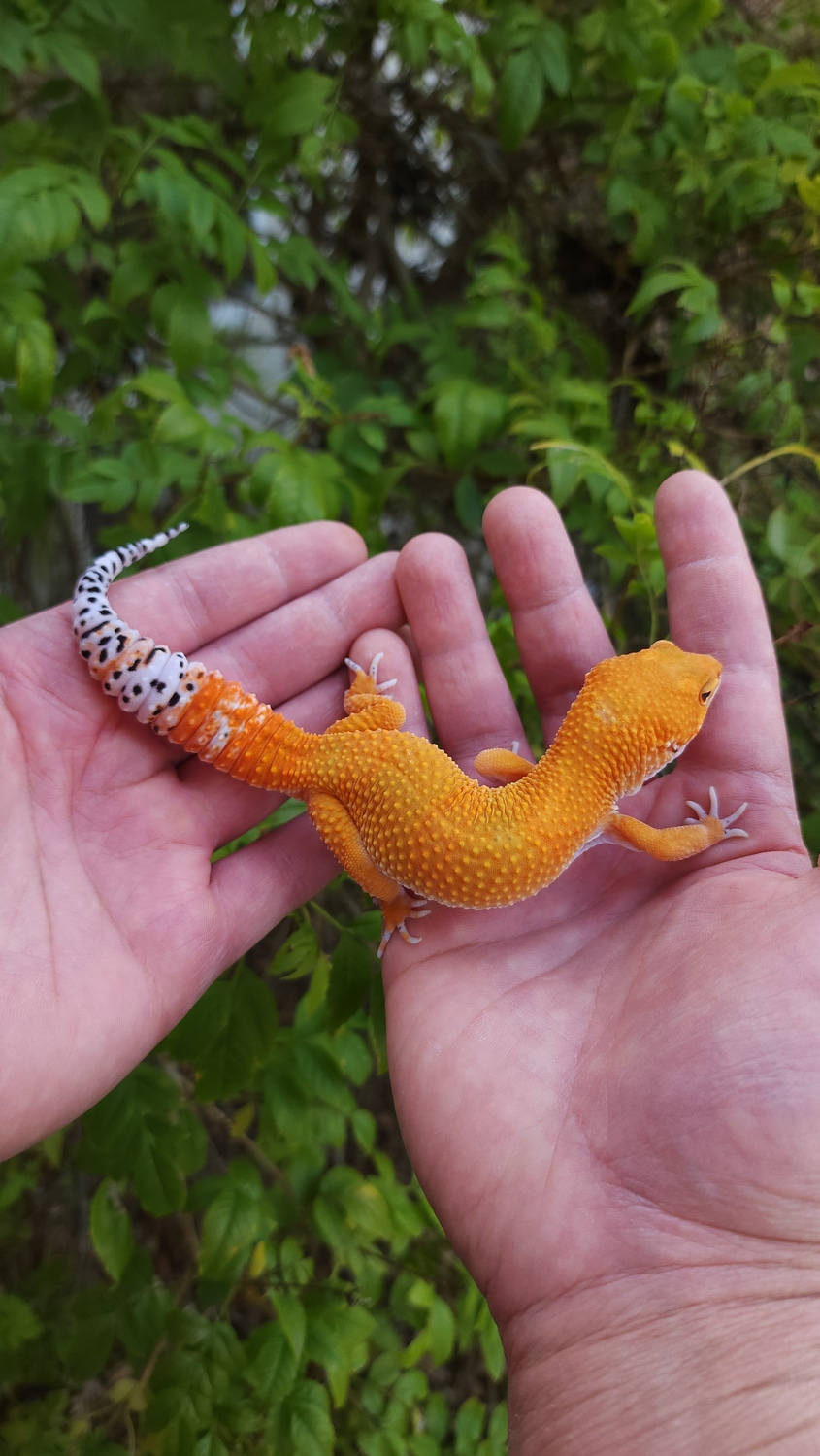 Manferno (Mandarin Inferno) "Banded Tiger" Leopard Gecko by Geeky Gecko ...