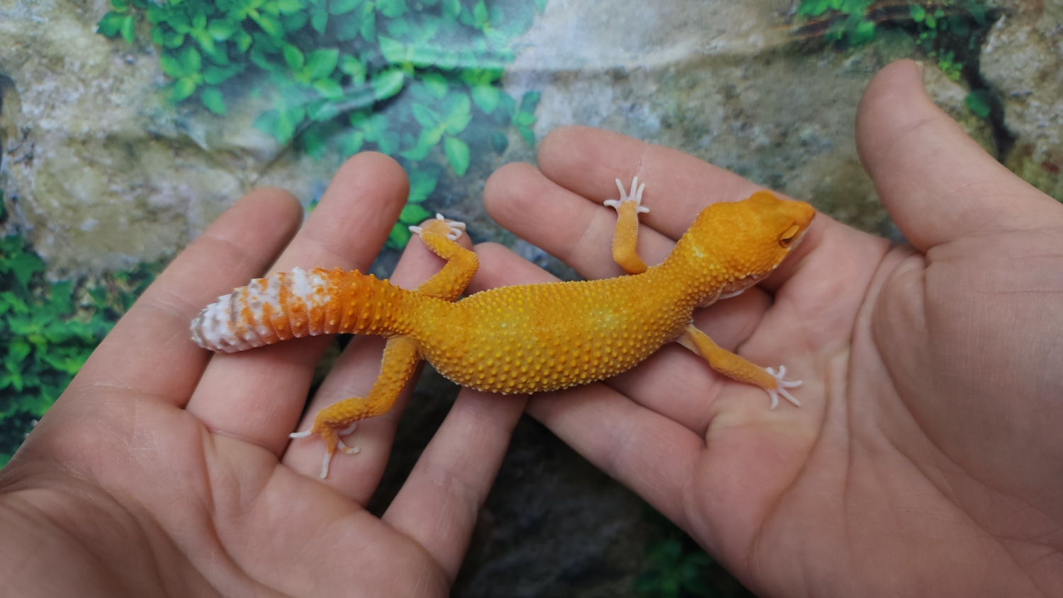 Mandarin Inferno Tangerine Tremper Albino Leopard Gecko by Geeky Gecko ...