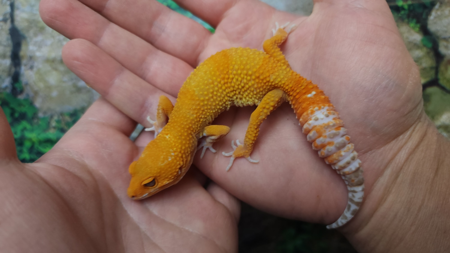 Mandarin Inferno Tangerine Emerine Tremper Albino Leopard Gecko by ...