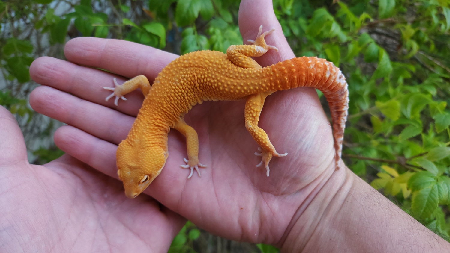 Mandarin Inferno Tangerine Tremper Albino (Phenomenal Carrot Tail ...