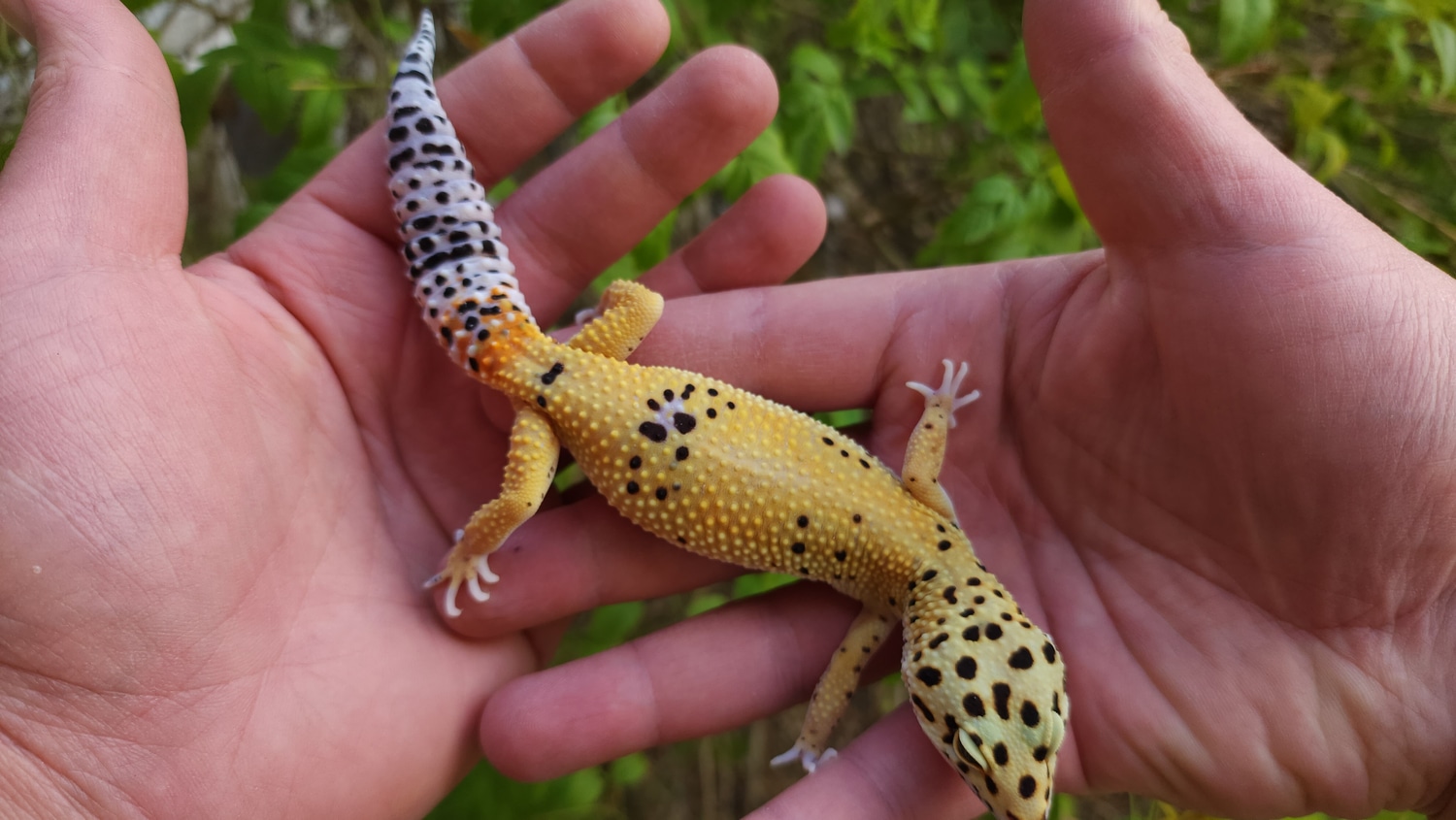 Female Blood Tangerine Bold Emerine Leopard Gecko by Geeky Gecko ...