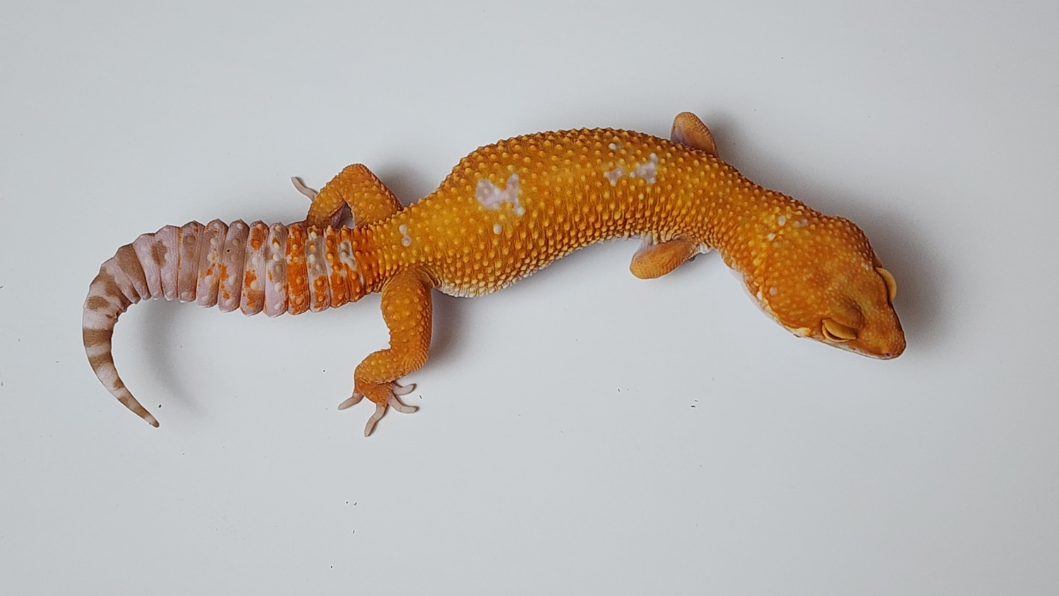 Female White Spot Mandarin Inferno Tangerine Tremper Albino Carrot Tail ...