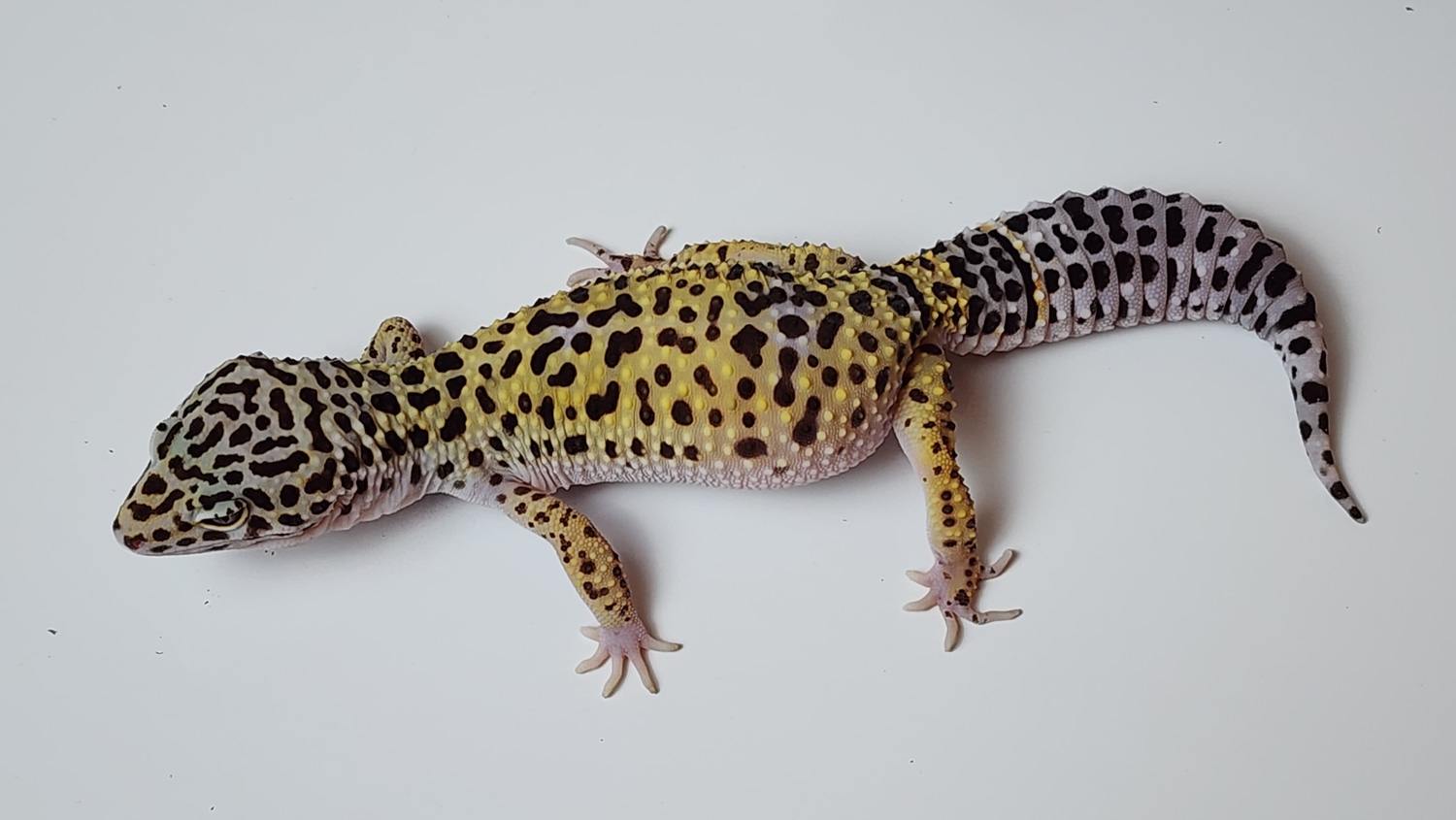 Male Pure Fasciolatus Leopard Gecko by Geeky Gecko Creations - MorphMarket