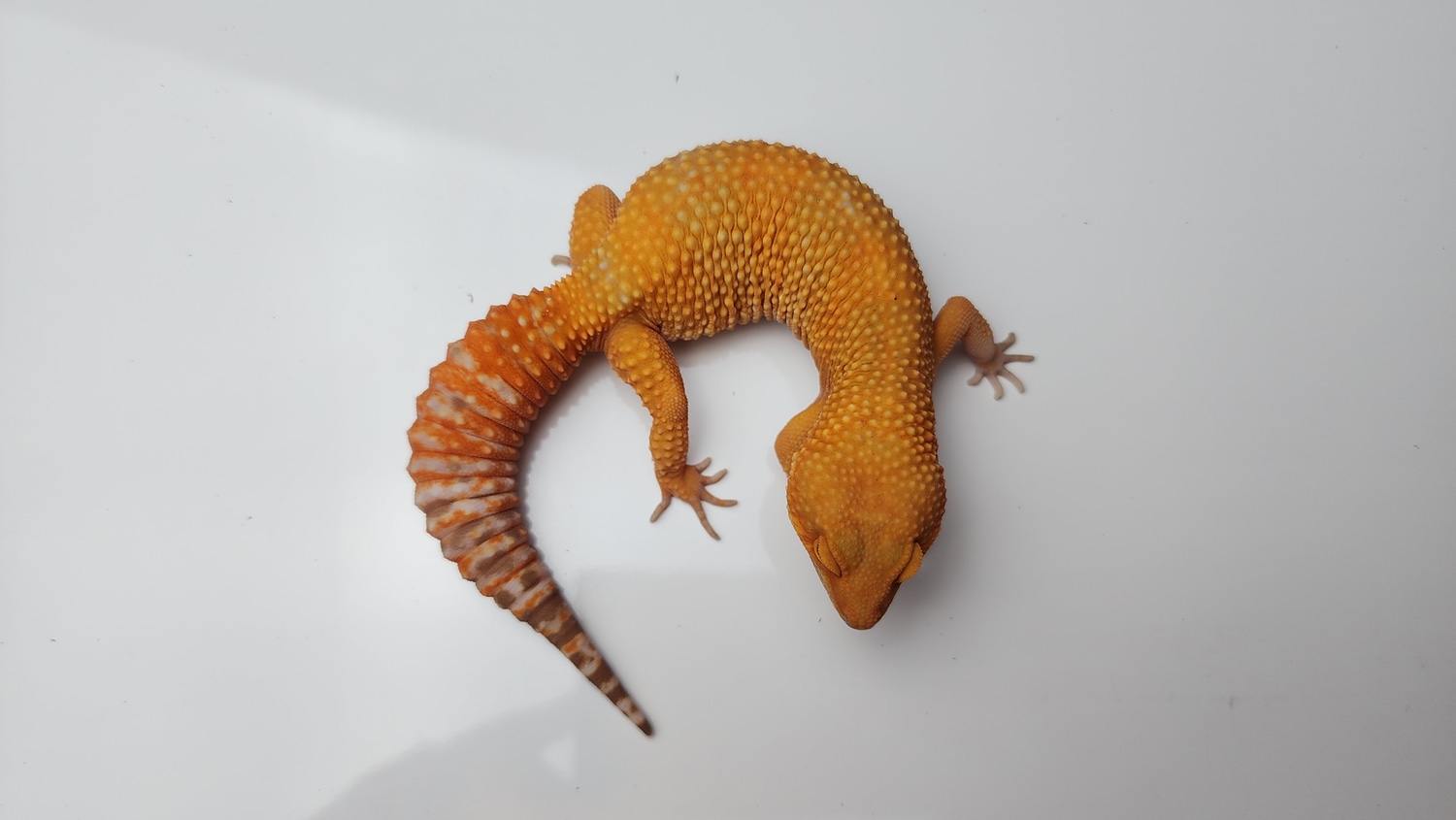 Female White Spot Mandarin Inferno Tangerine Tremper Albino Carrot Tail ...