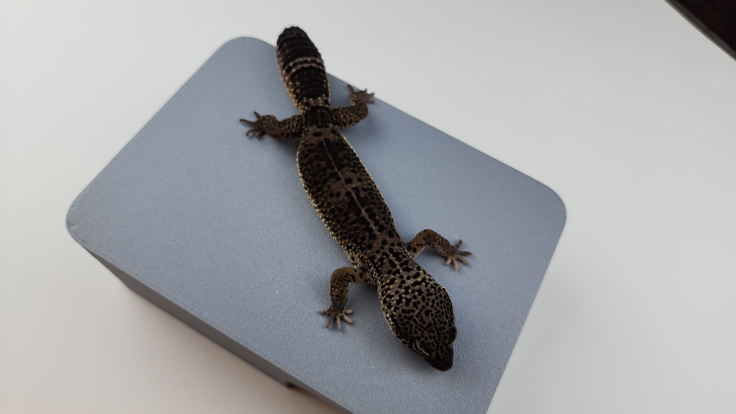 Female Black Night Possible Het Blizzard (Rich Chocolate Brown) Leopard ...