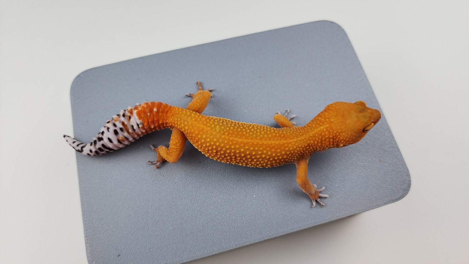 Female Super Hypo Mandarin Inferno Tangerine Carrot Tail (Slight Tail ...