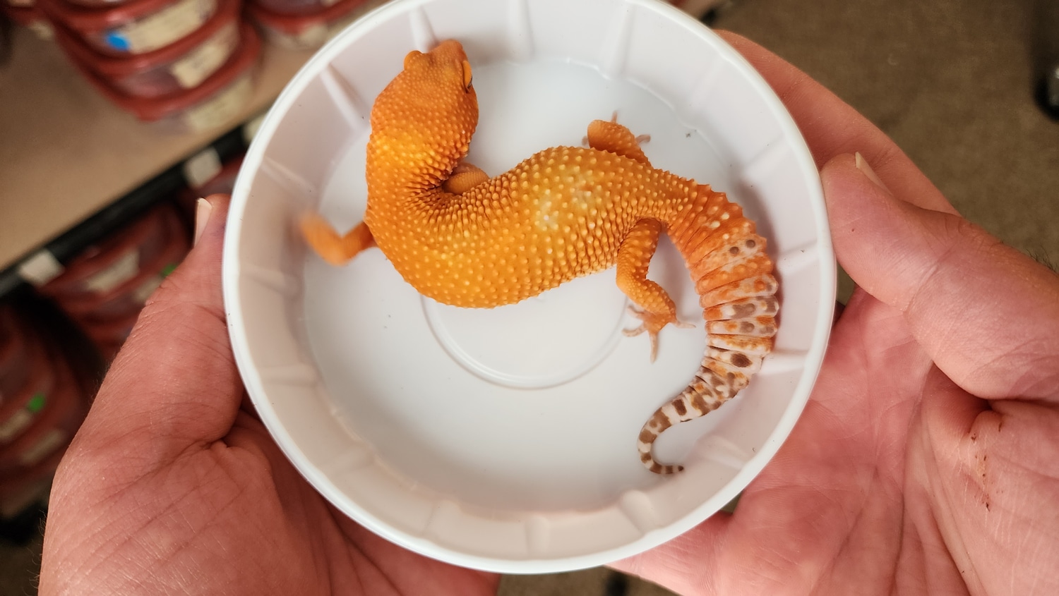 Hypo Mandarin Inferno Tangerine Tremper Albino Carrot Tail Baldy ...