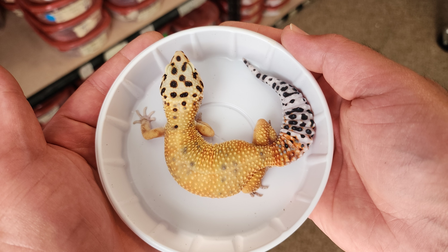 Hypo Inferno Tangerine Bold Carrot Tail Leopard Gecko by Geeky Gecko ...