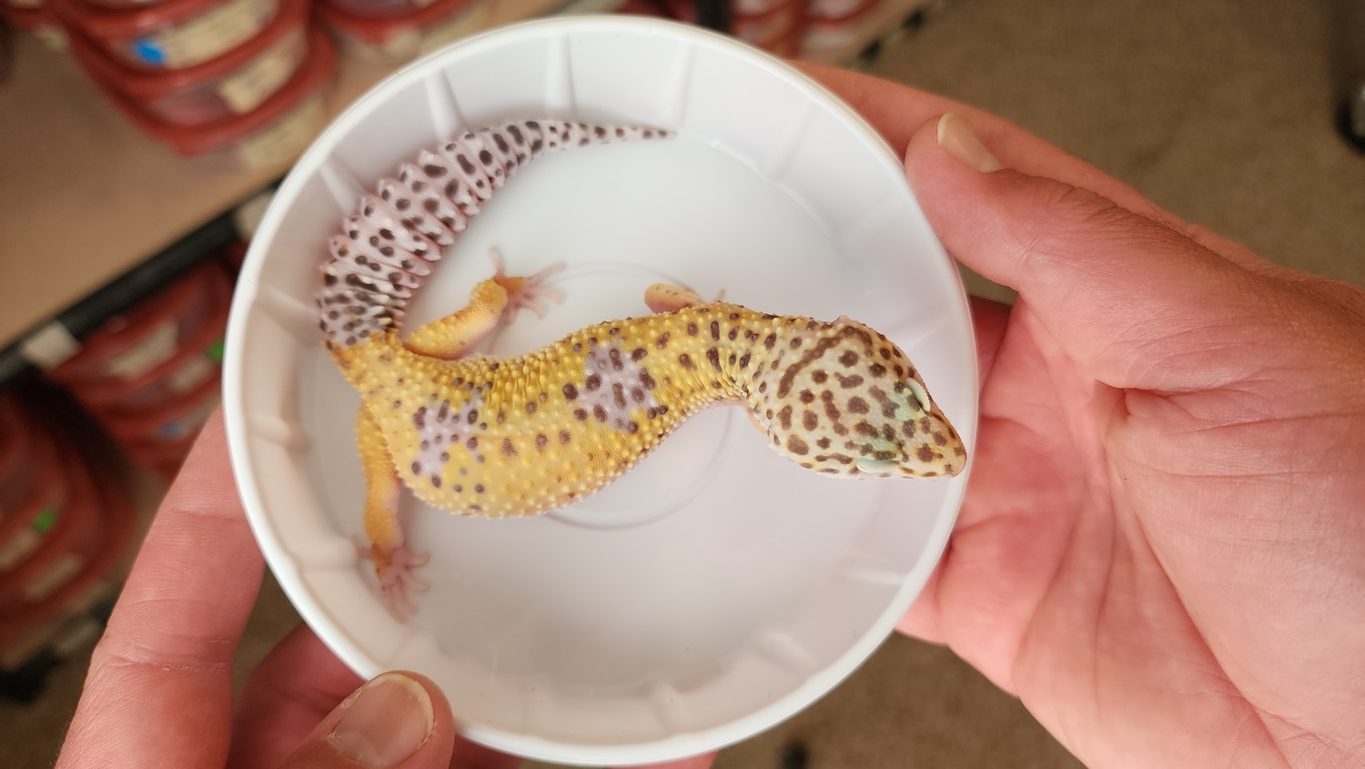 Female Fasciolatus Inferno Tangerine Leopard Gecko by Geeky Gecko ...
