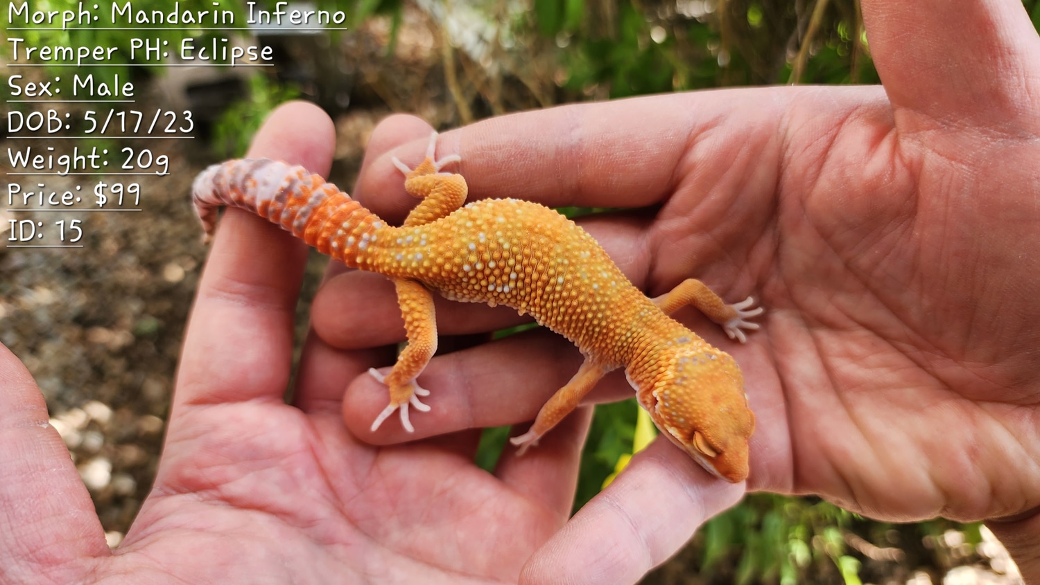 Mandarin Inferno Leopard Gecko by Geeky Gecko Creations - MorphMarket