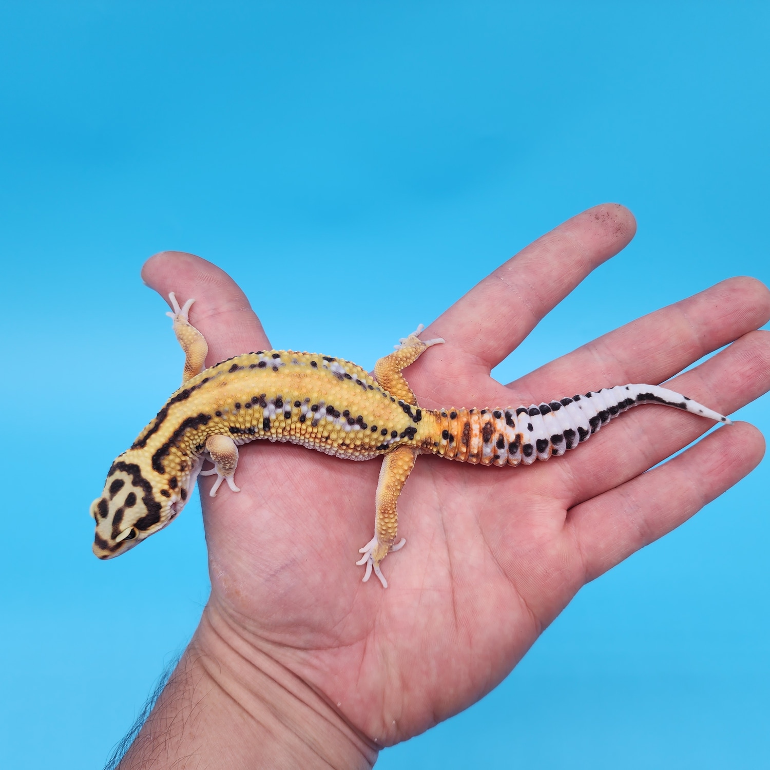 Bengal Fire Bold Black Night Emerine Halloween Mask Bandit Leopard ...